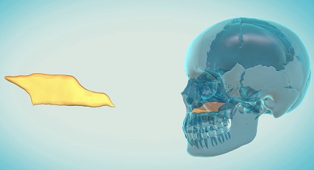Osso vômer - Anatomia e função no crânio humano