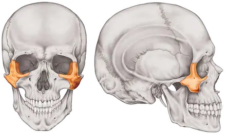 Osso zigomático - Anatomia e função | Ossos do viscerocrânio