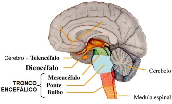 Tronco encefálico - Anatomia e função do tronco cerebral